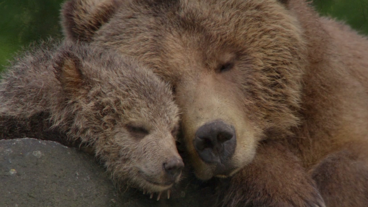 Bears - Where to Watch and Stream - TV Guide