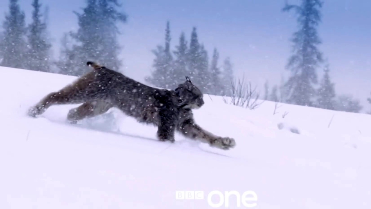 Big Cats - Where to Watch and Stream - TV Guide