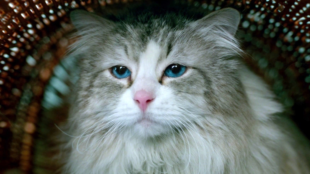 Nine Lives - Where to Watch and Stream - TV Guide