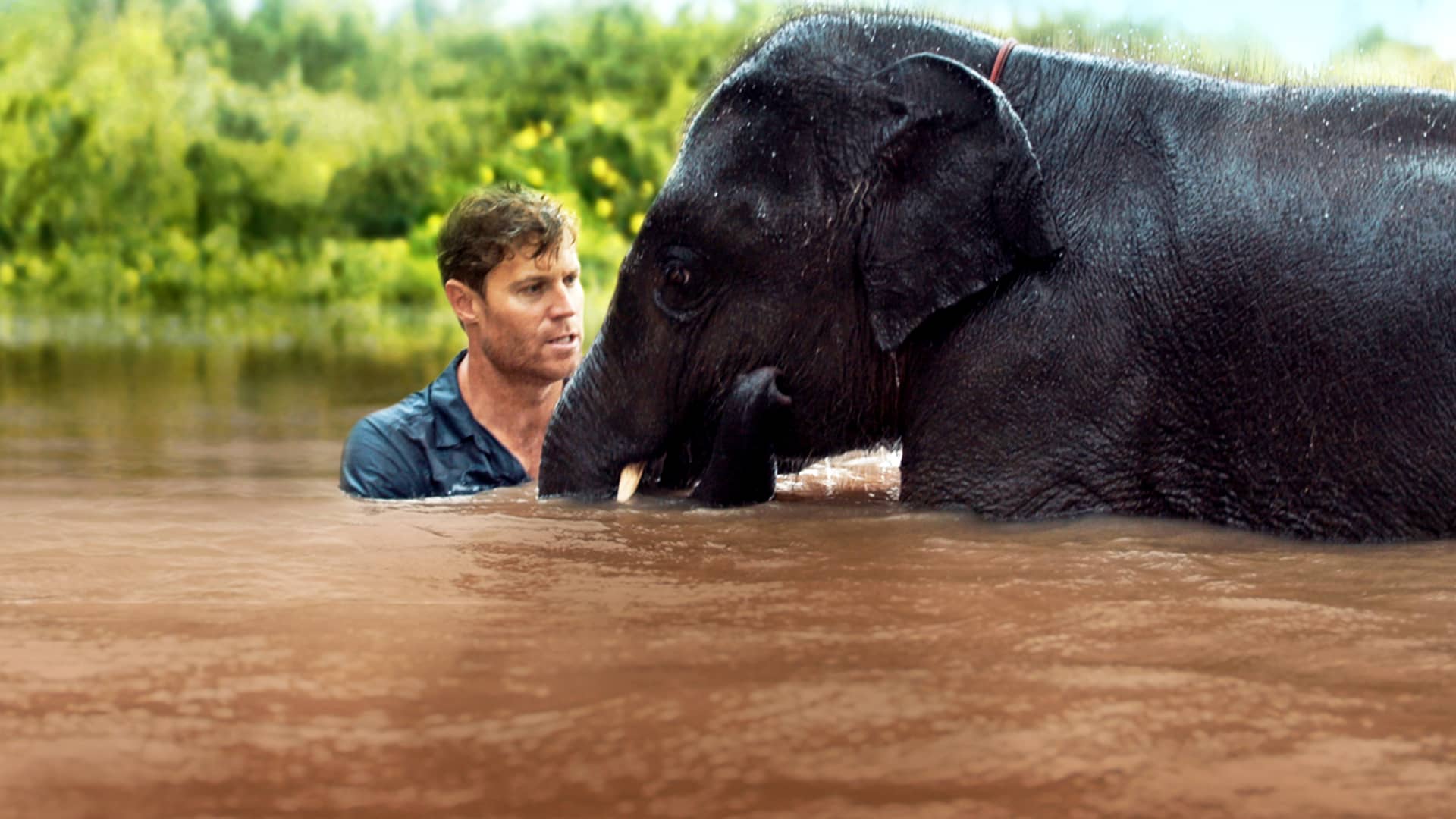 Vet Gone Wild - Where to Watch and Stream - TV Guide
