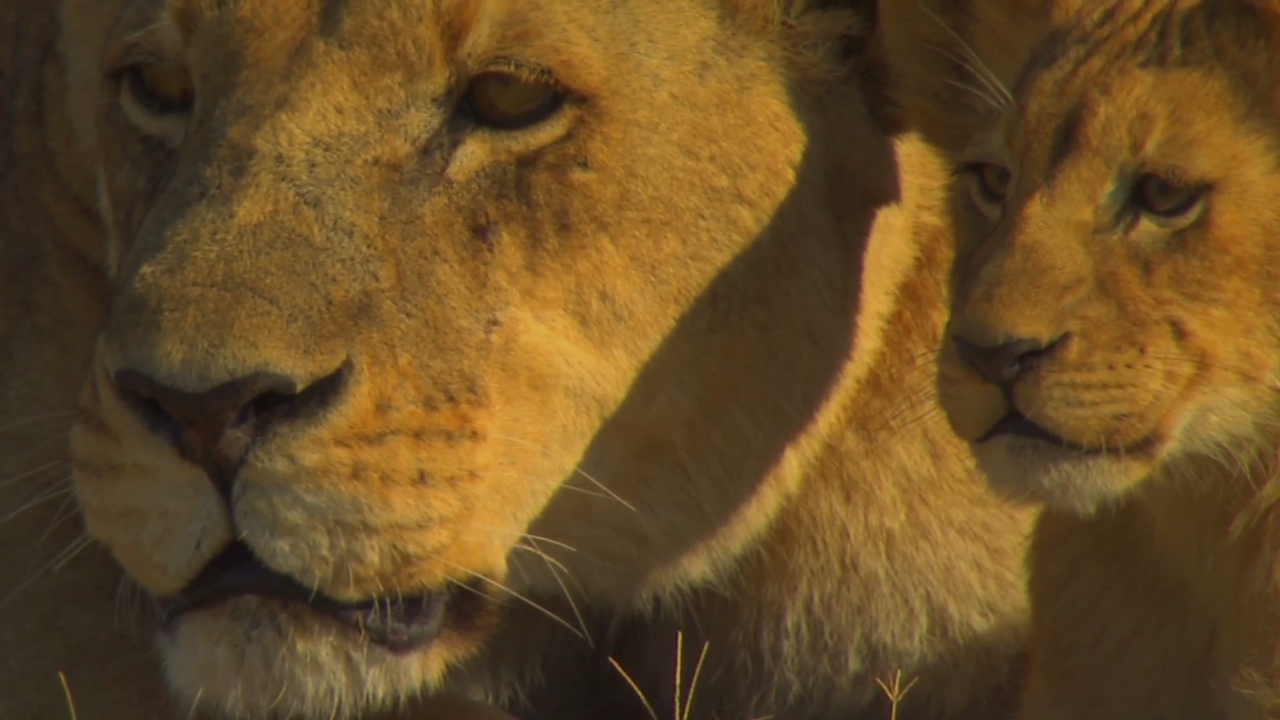 The Last Lions - Where to Watch and Stream - TV Guide
