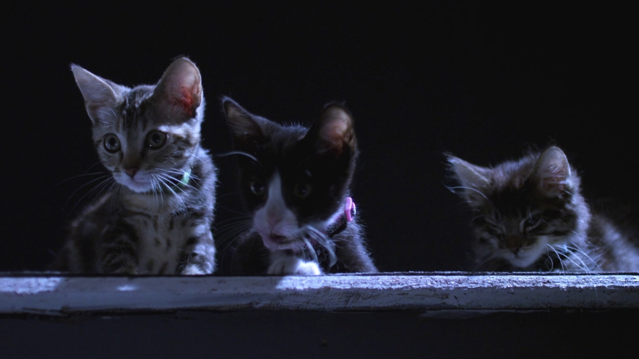 Santa Claws - Where to Watch and Stream - TV Guide