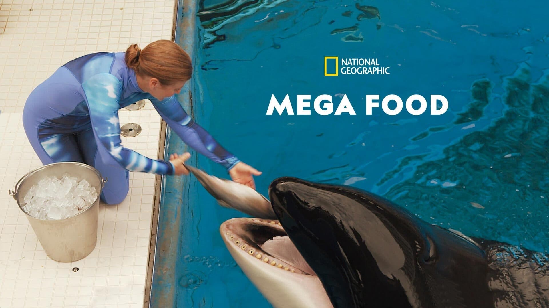 Mega Food - Where to Watch and Stream - TV Guide