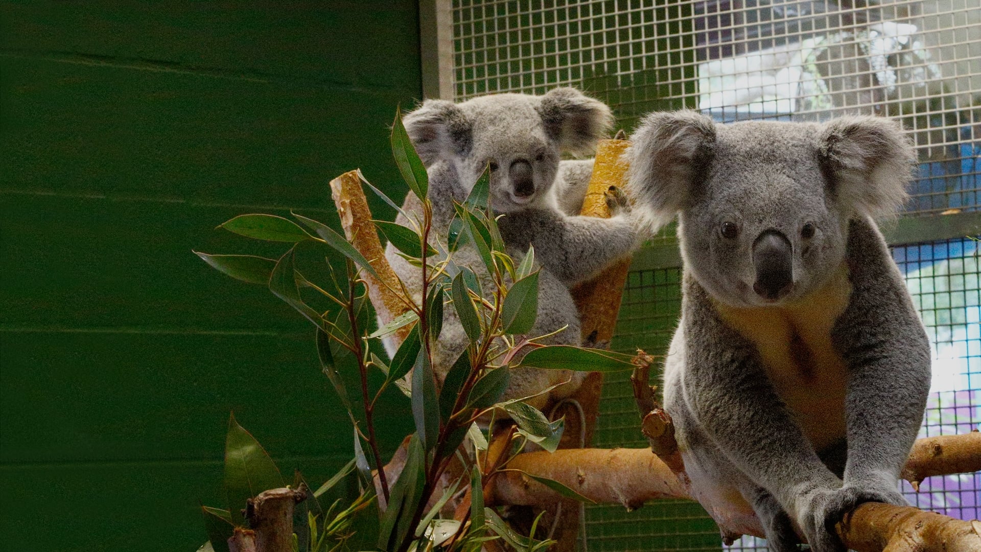 Watch Secrets of the Zoo: Tampa Online | Season 3 (2022) | TV Guide