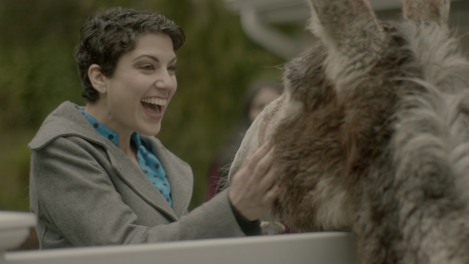 About a Donkey - Where to Watch and Stream - TV Guide