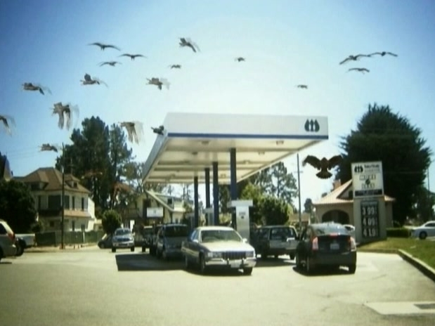 Birdemic: Shock and Terror - Full Cast & Crew - TV Guide