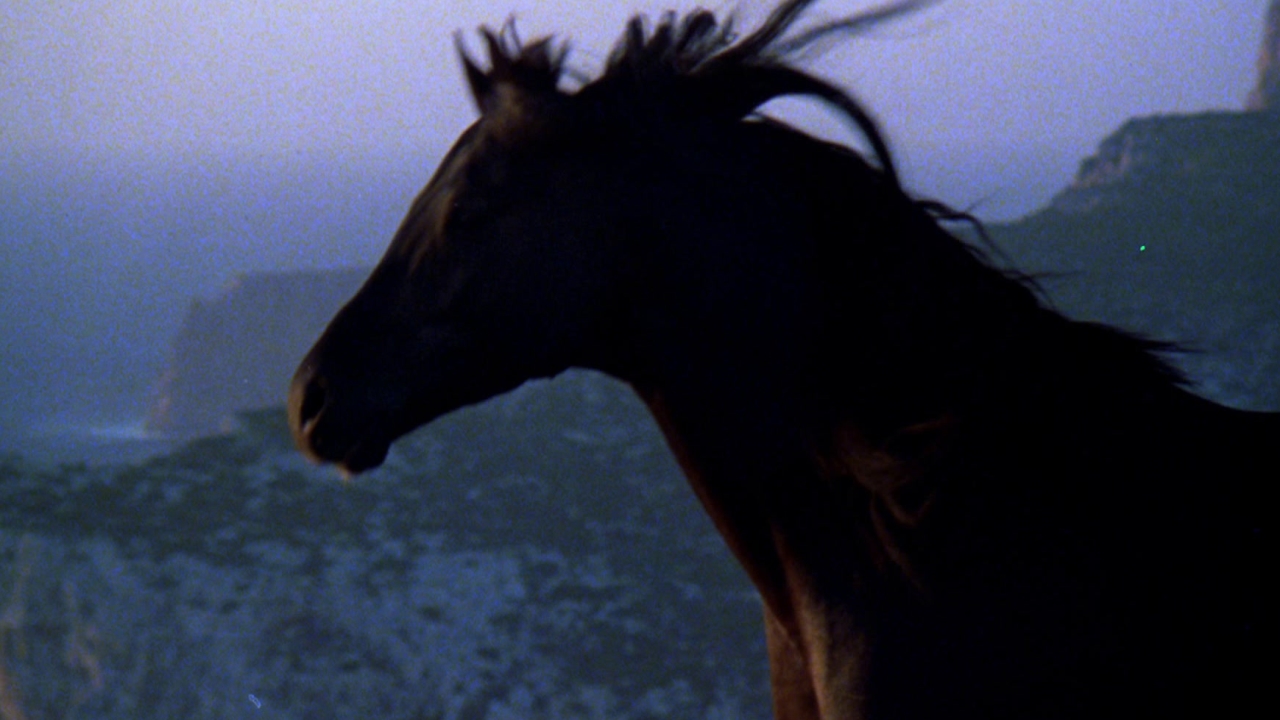 The Black Stallion - Full Cast & Crew - TV Guide