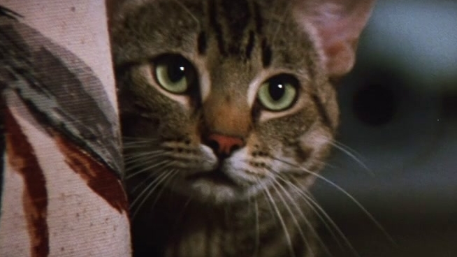 Cat's Eye - Full Cast & Crew - TV Guide