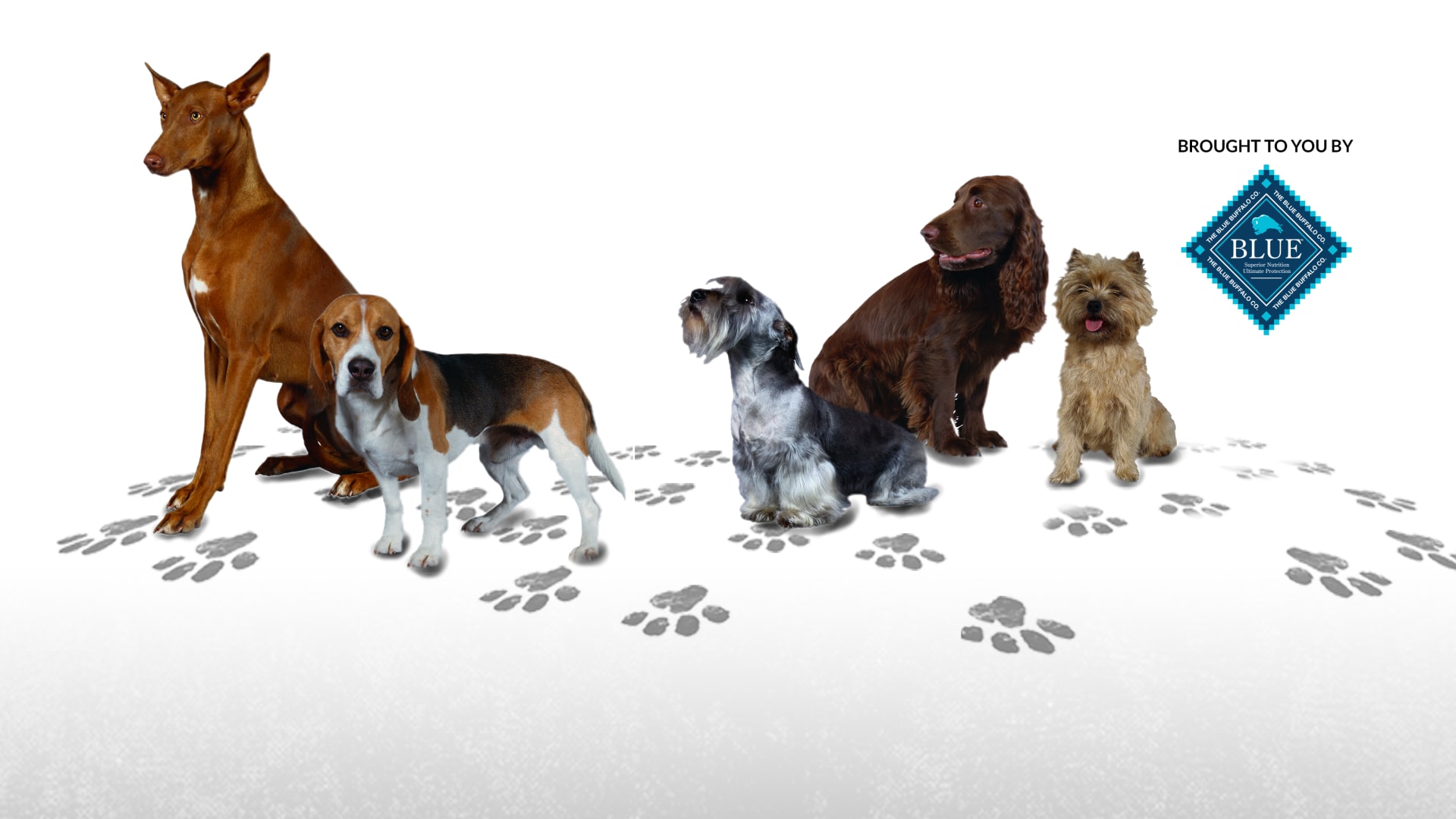 Dogs 101 TV Listings, TV Schedule and Episode Guide | TV Guide