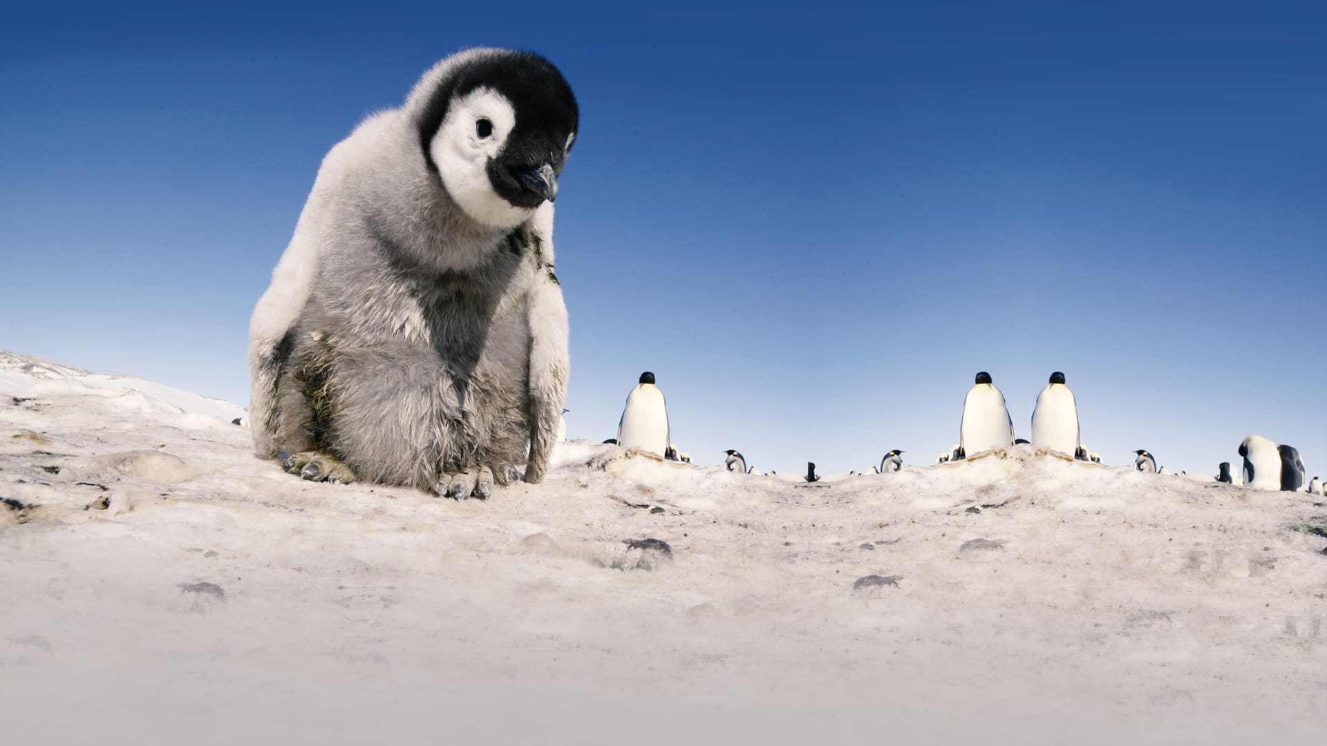 Penguins: Spy in the Huddle - Where to Watch and Stream - TV Guide