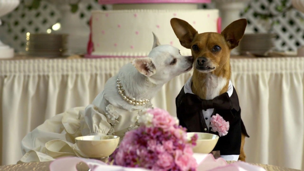 Beverly Hills Chihuahua 2 Beverly Hills Chihuahua 2 – MPCA