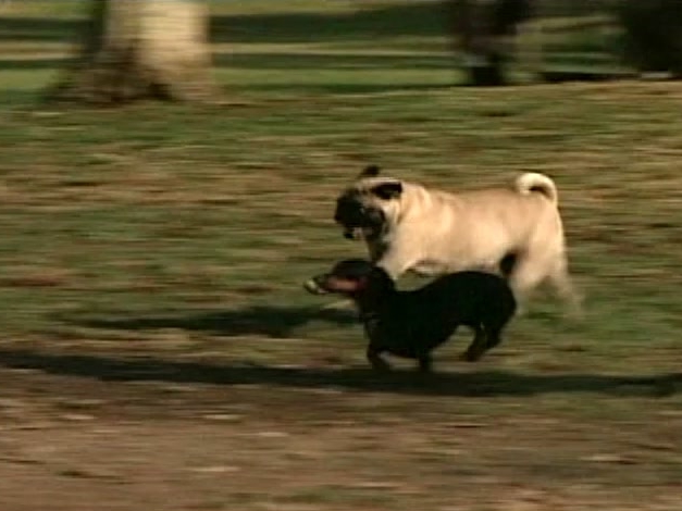 Big Dogs Little Dogs - Where to Watch and Stream - TV Guide