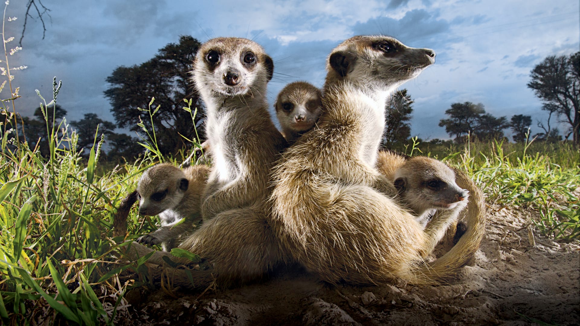 Meerkat Manor - Where to Watch and Stream - TV Guide