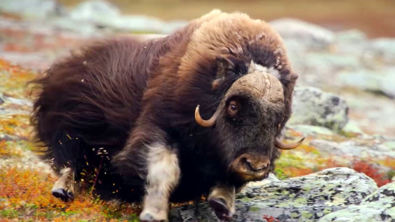 Our Living World - Full Cast & Crew - TV Guide