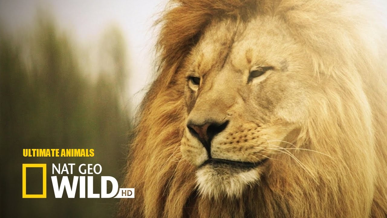 Ultimate Animals - Where to Watch and Stream - TV Guide