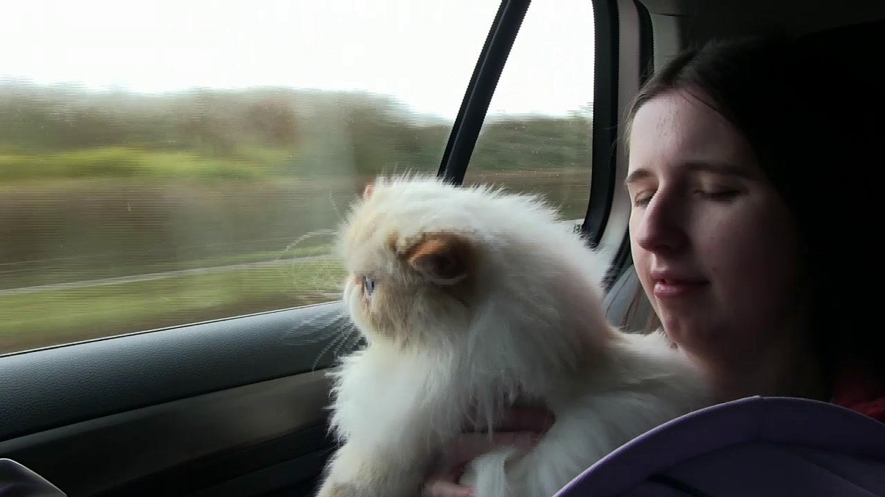Cat Show - Where to Watch and Stream - TV Guide