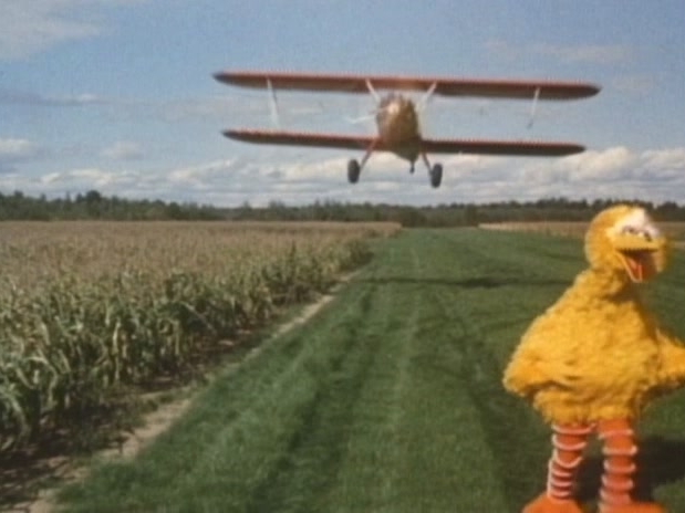 Follow That Bird - Where to Watch and Stream - TV Guide