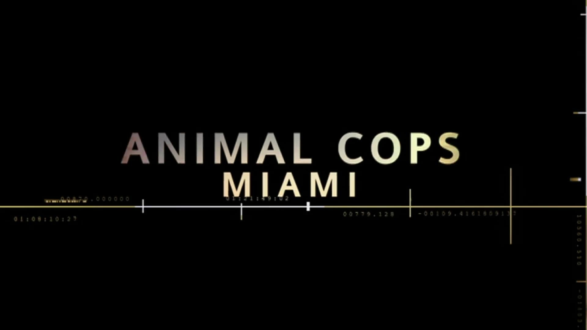 Animal Cops: Miami - Where to Watch and Stream - TV Guide