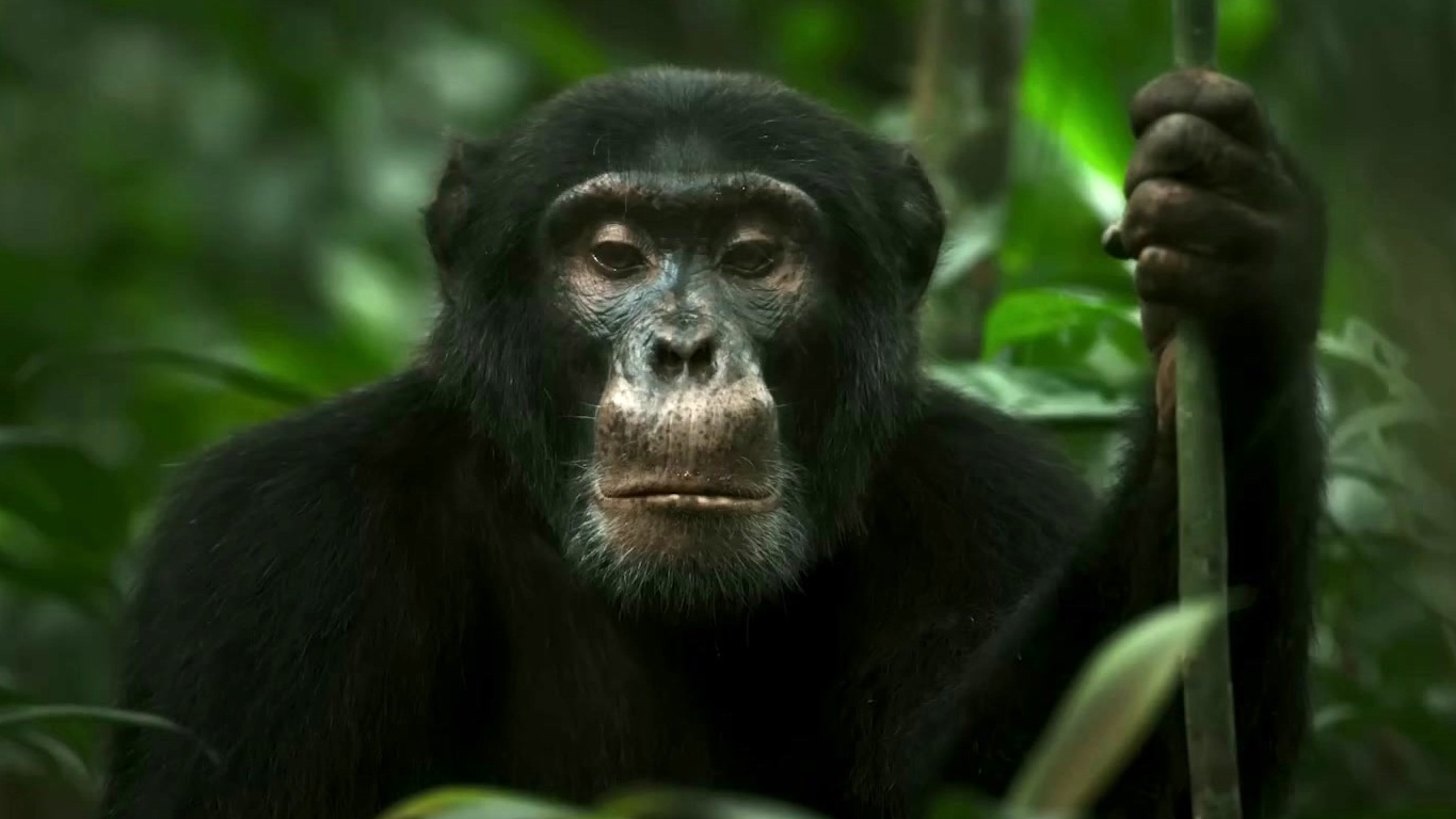 Chimp Empire - Where to Watch and Stream - TV Guide