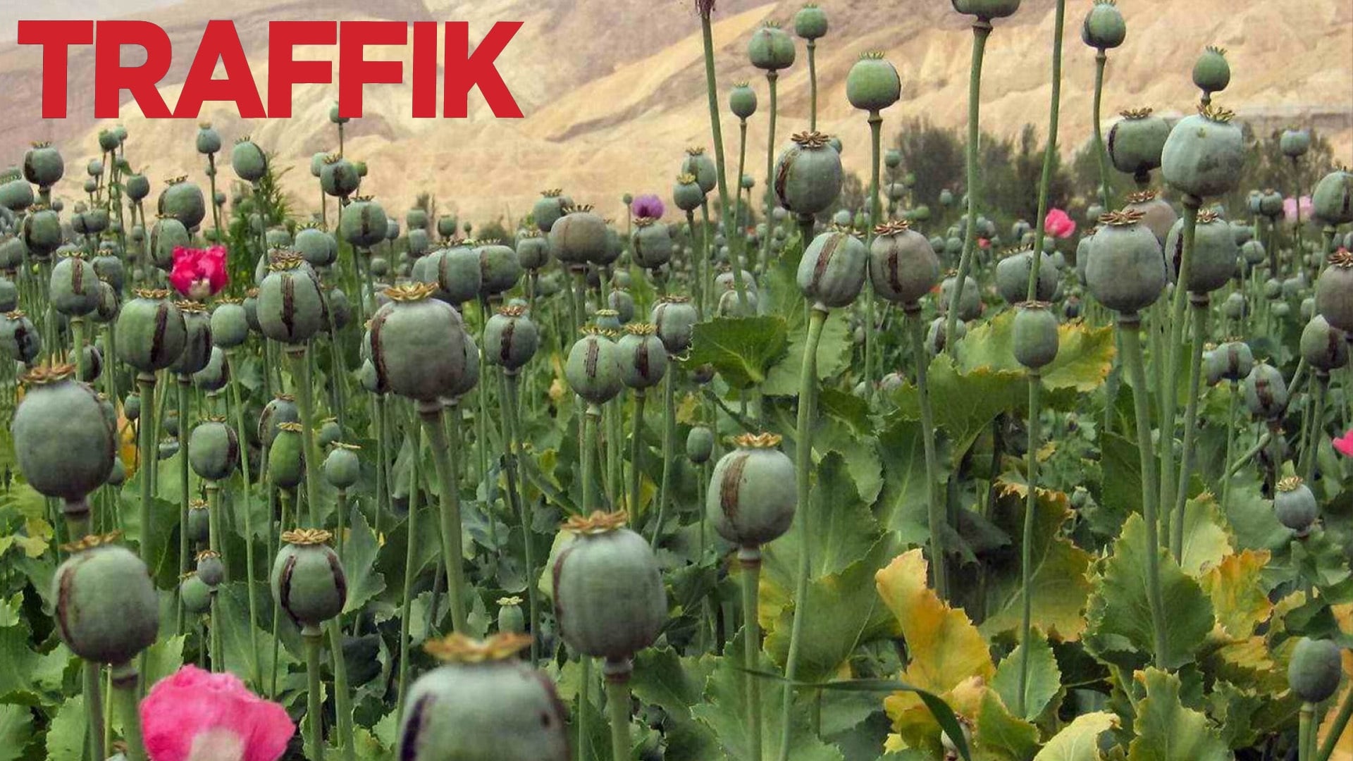 Traffik - Where to Watch and Stream - TV Guide