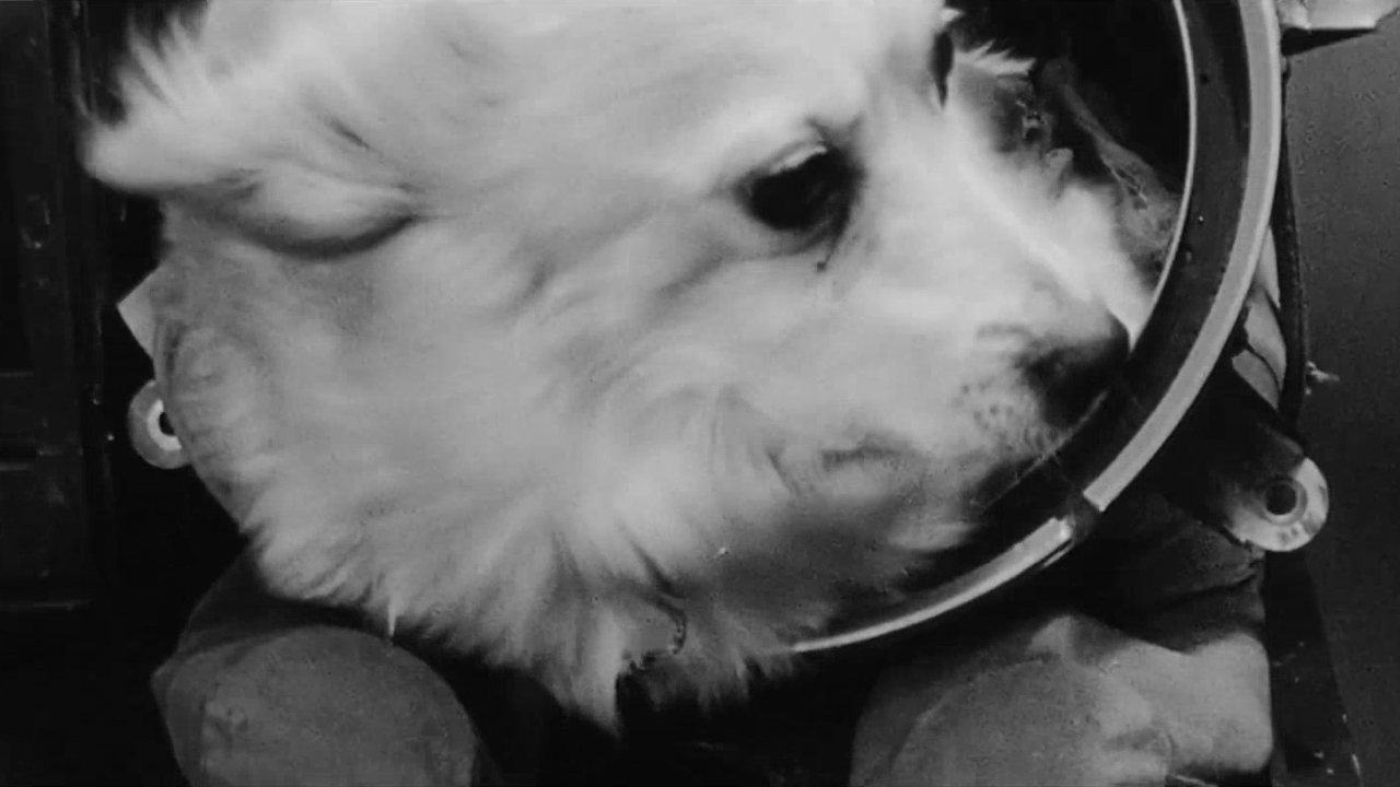 Space Dogs - Where to Watch and Stream - TV Guide