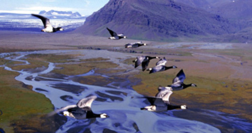 Winged Migration - Where to Watch and Stream - TV Guide