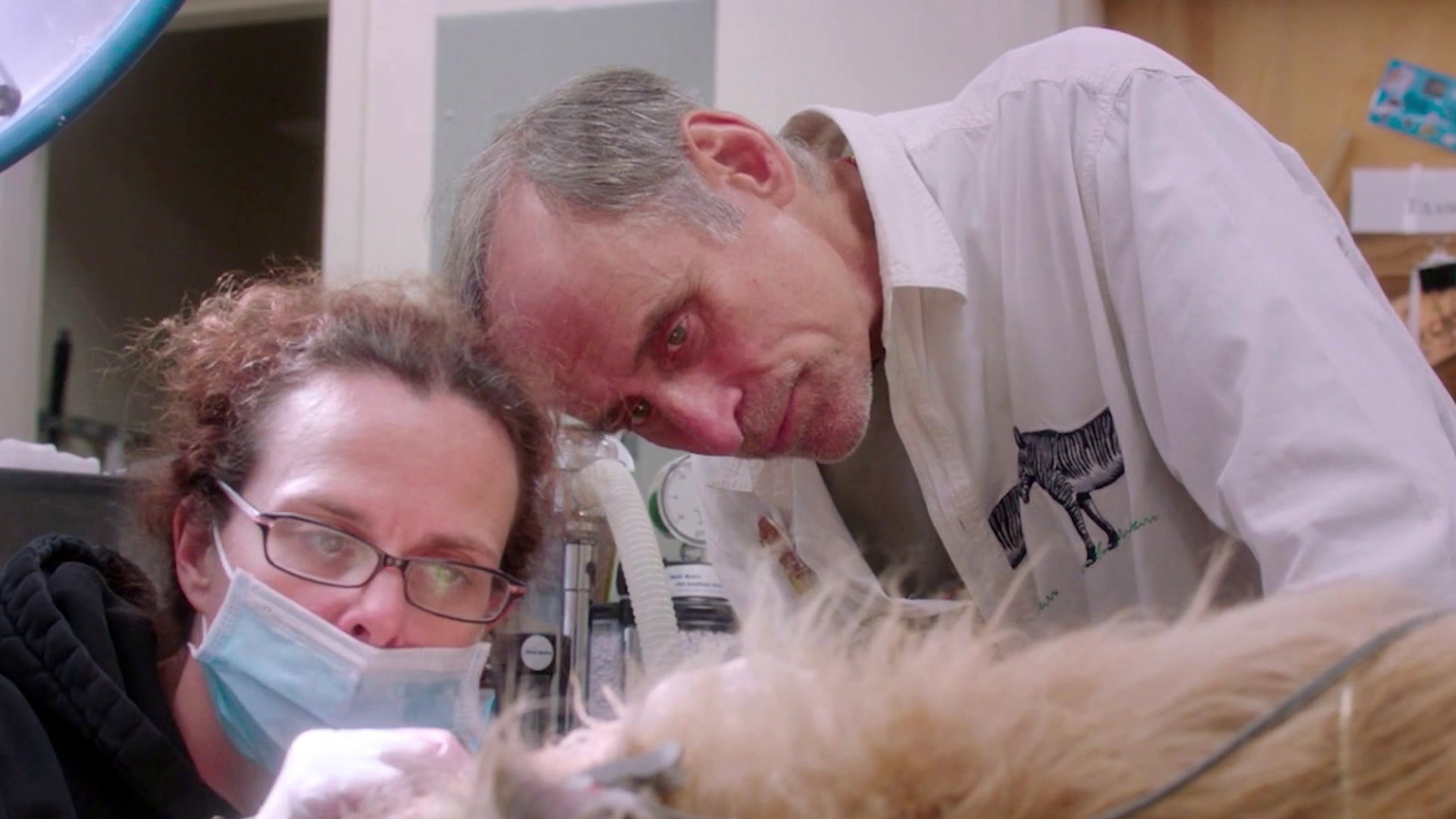 The Dog Doc - Where to Watch and Stream - TV Guide