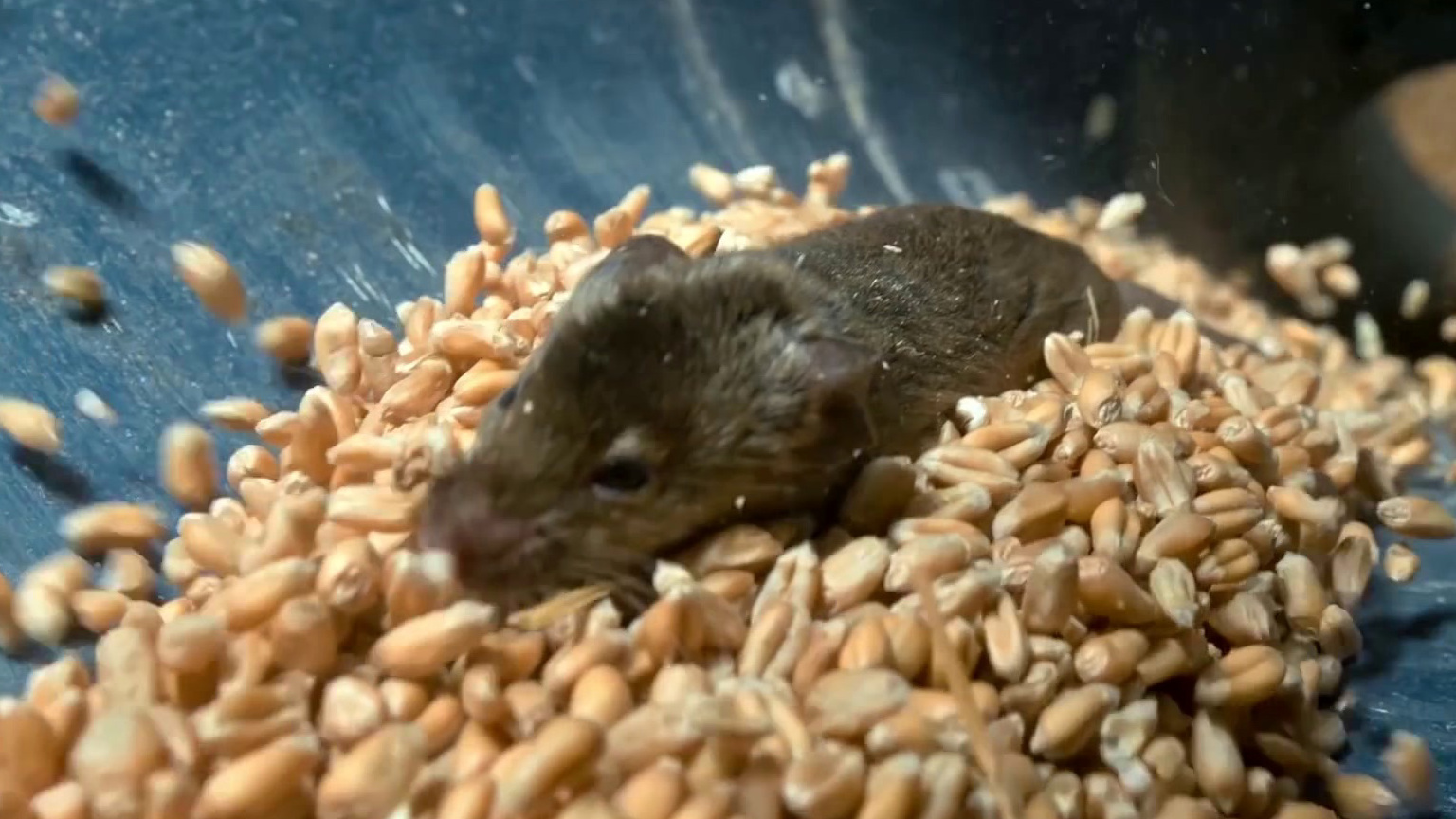 Watch Tiny Creatures Online | Season 1 (2020) | TV Guide
