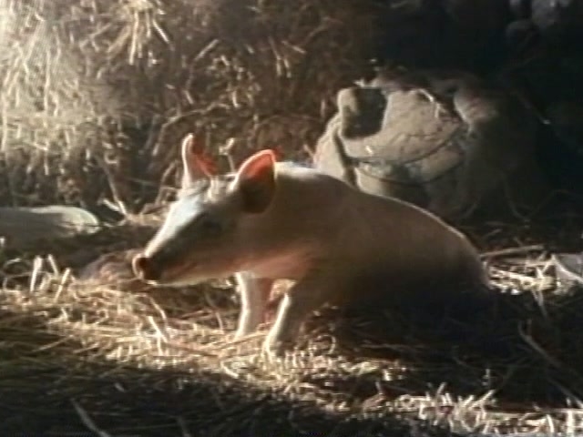 Babe - Full Cast & Crew - TV Guide