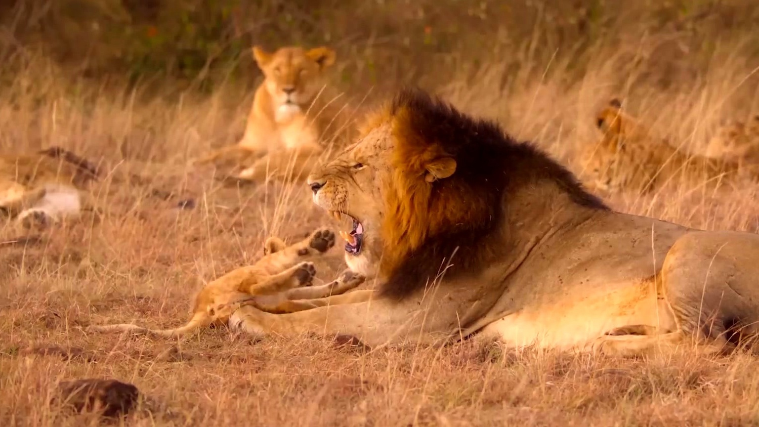 Secret World of Sound with David Attenborough - Where to Watch and ...