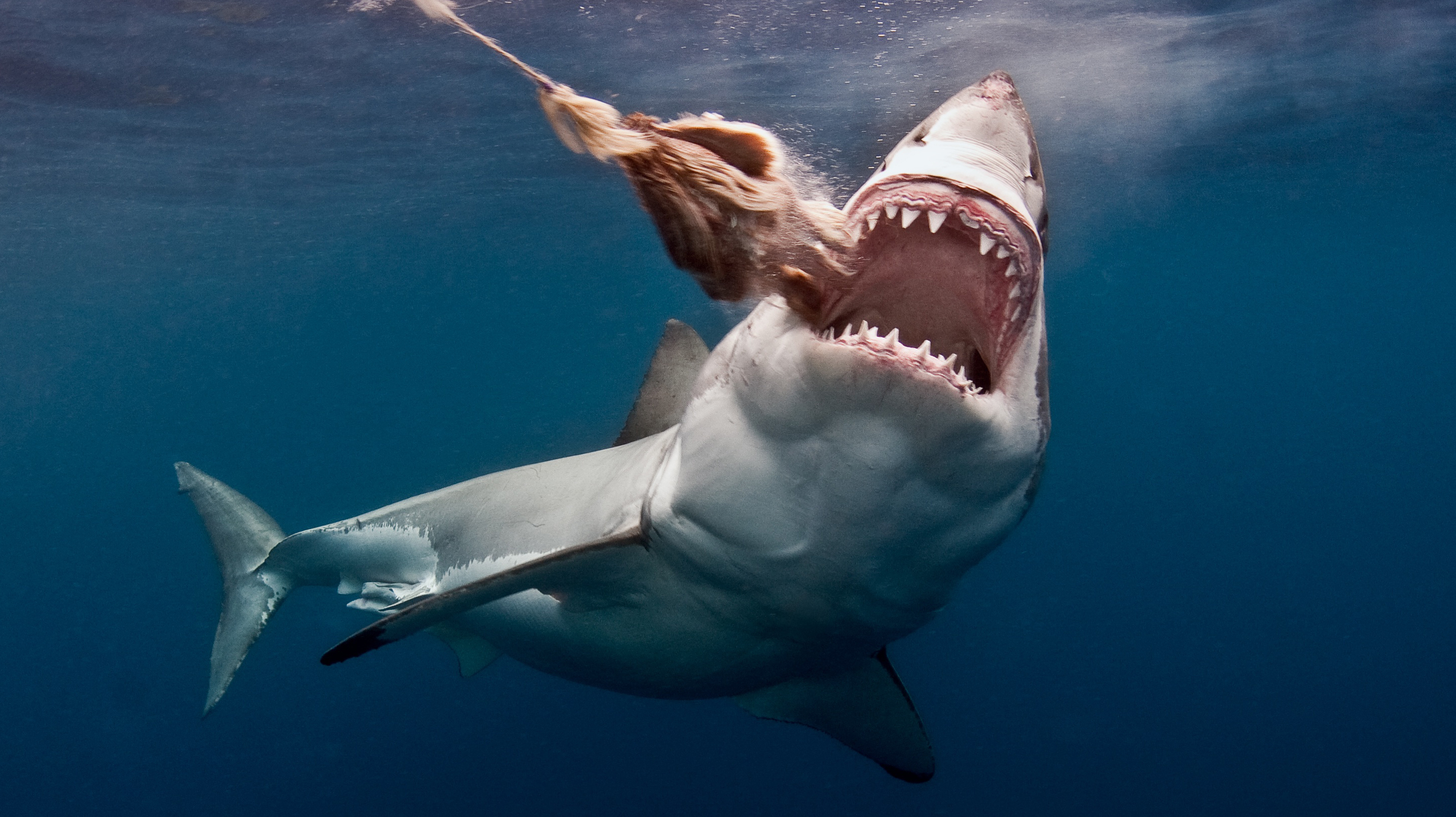 The Search for the Ocean's Super Predator - Where to Watch and Stream ...