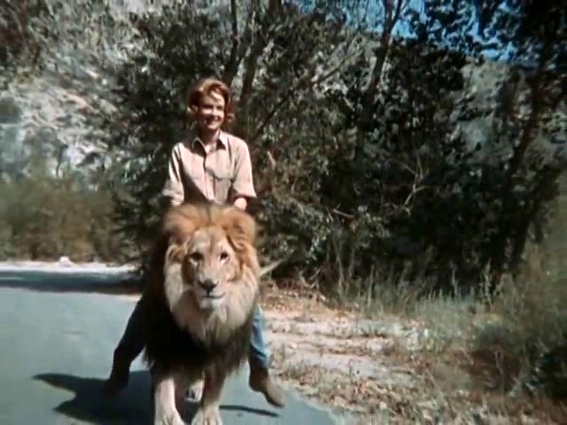 Daktari - Full Cast & Crew - TV Guide