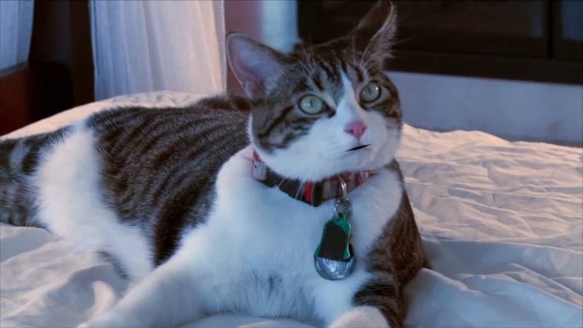 A Talking Cat!?! - Where to Watch and Stream - TV Guide