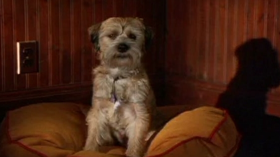 Good Boy - Where to Watch and Stream - TV Guide