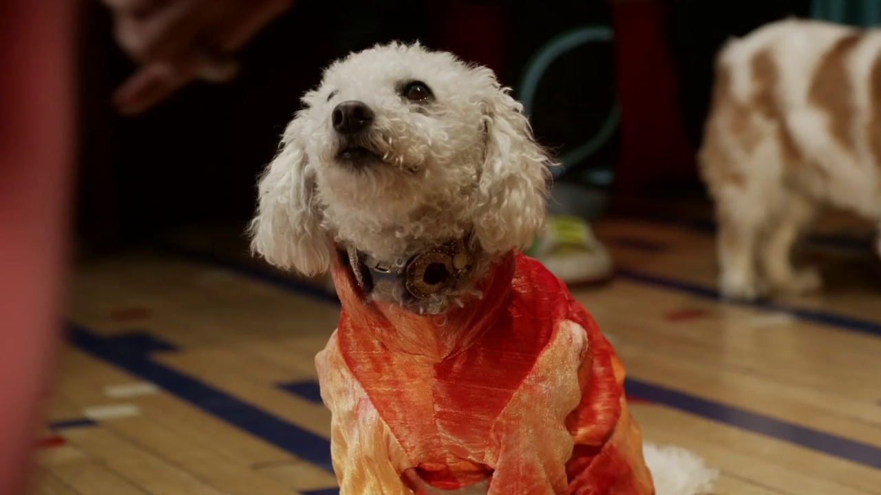 Doggie B - Where to Watch and Stream - TV Guide