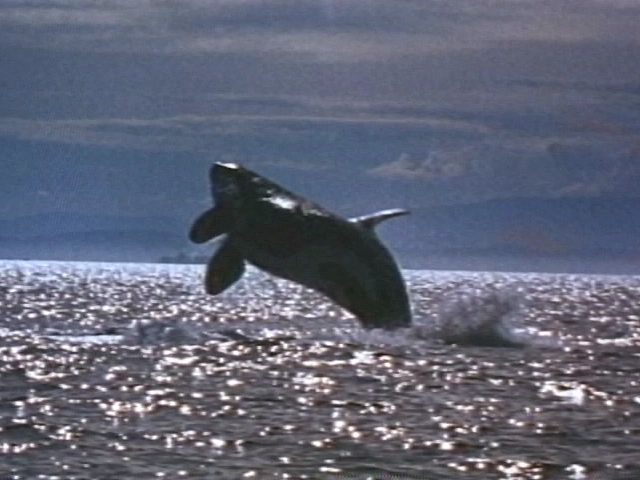 Free Willy 2: The Adventure Home - Where to Watch and Stream - TV Guide