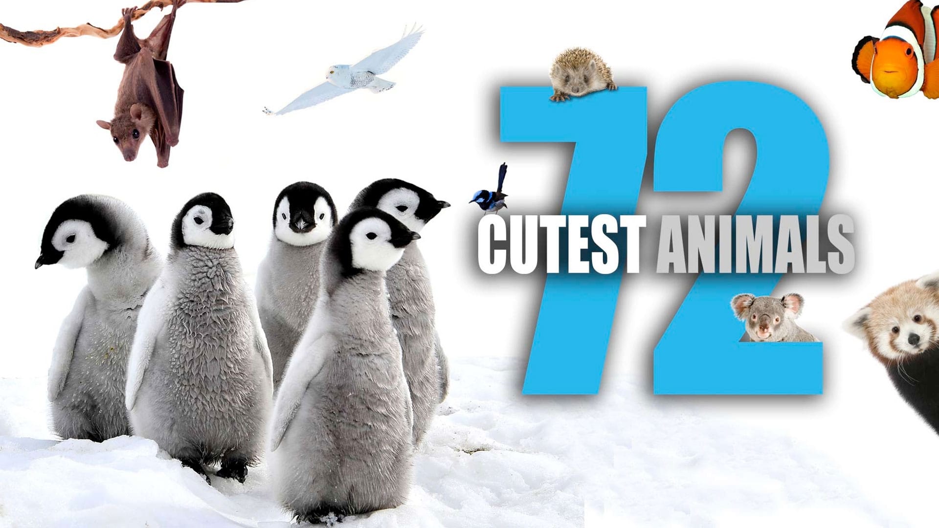72 Cutest Animals - Where to Watch and Stream - TV Guide