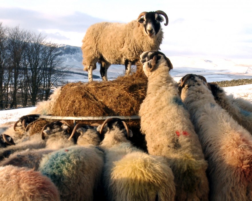Addicted to Sheep - Where to Watch and Stream - TV Guide