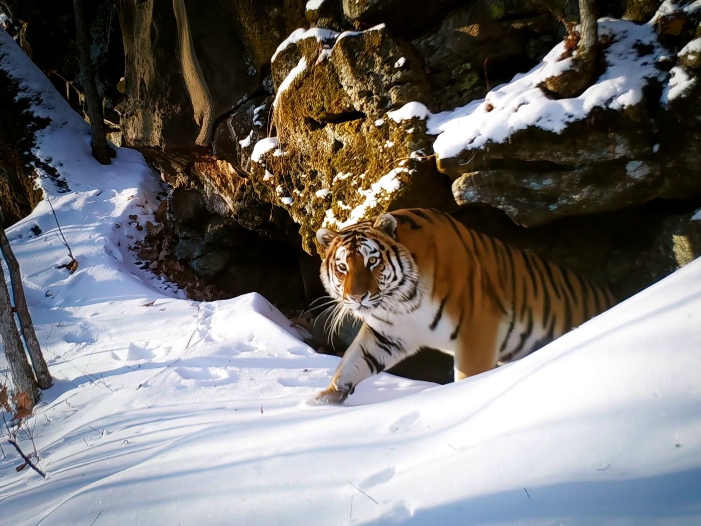 Frozen Planet II - Where to Watch and Stream - TV Guide