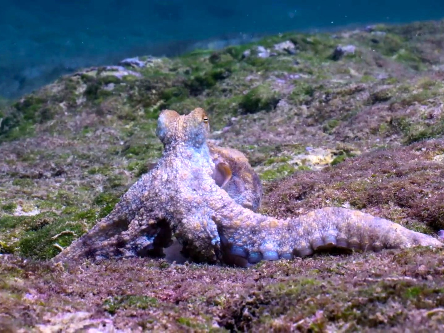 Secrets of the Octopus - Where to Watch and Stream - TV Guide