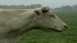 A Cow's Life - Where to Watch and Stream - TV Guide