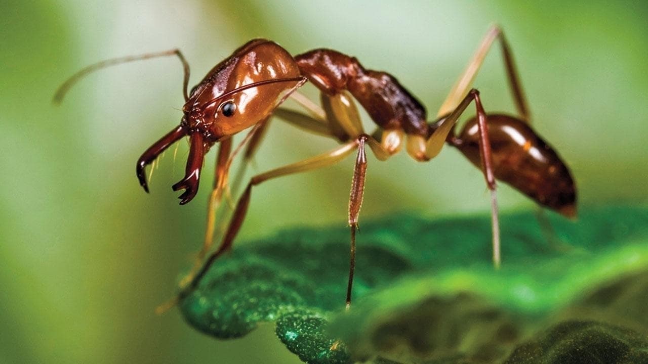 Ants: Nature's Secret Power - Where to Watch and Stream - TV Guide