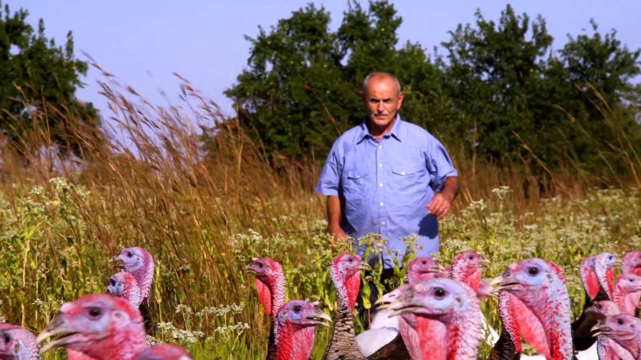 Eating Animals - Where to Watch and Stream - TV Guide