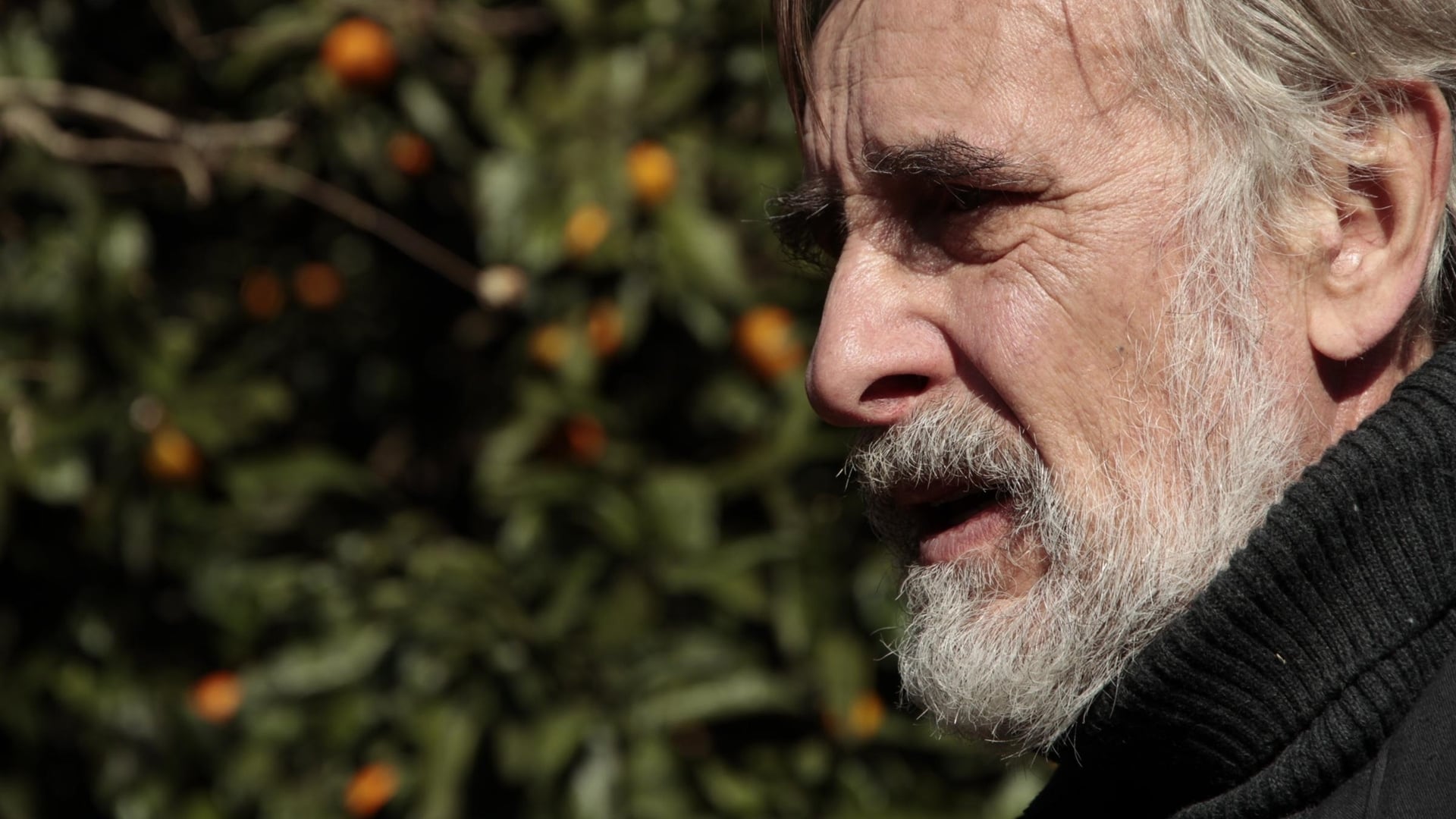 Tangerines - Where to Watch and Stream - TV Guide