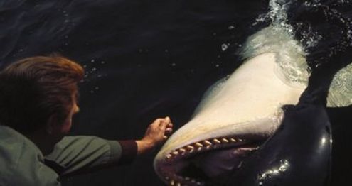 Namu, the Killer Whale - Where to Watch and Stream - TV Guide