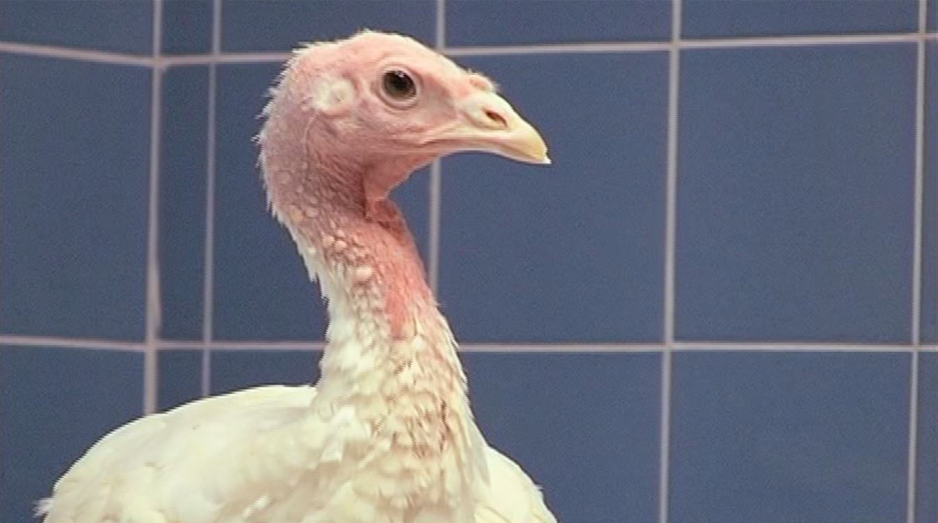 I Am an Animal: The Story of Ingrid Newkirk and PETA - Where to Watch ...