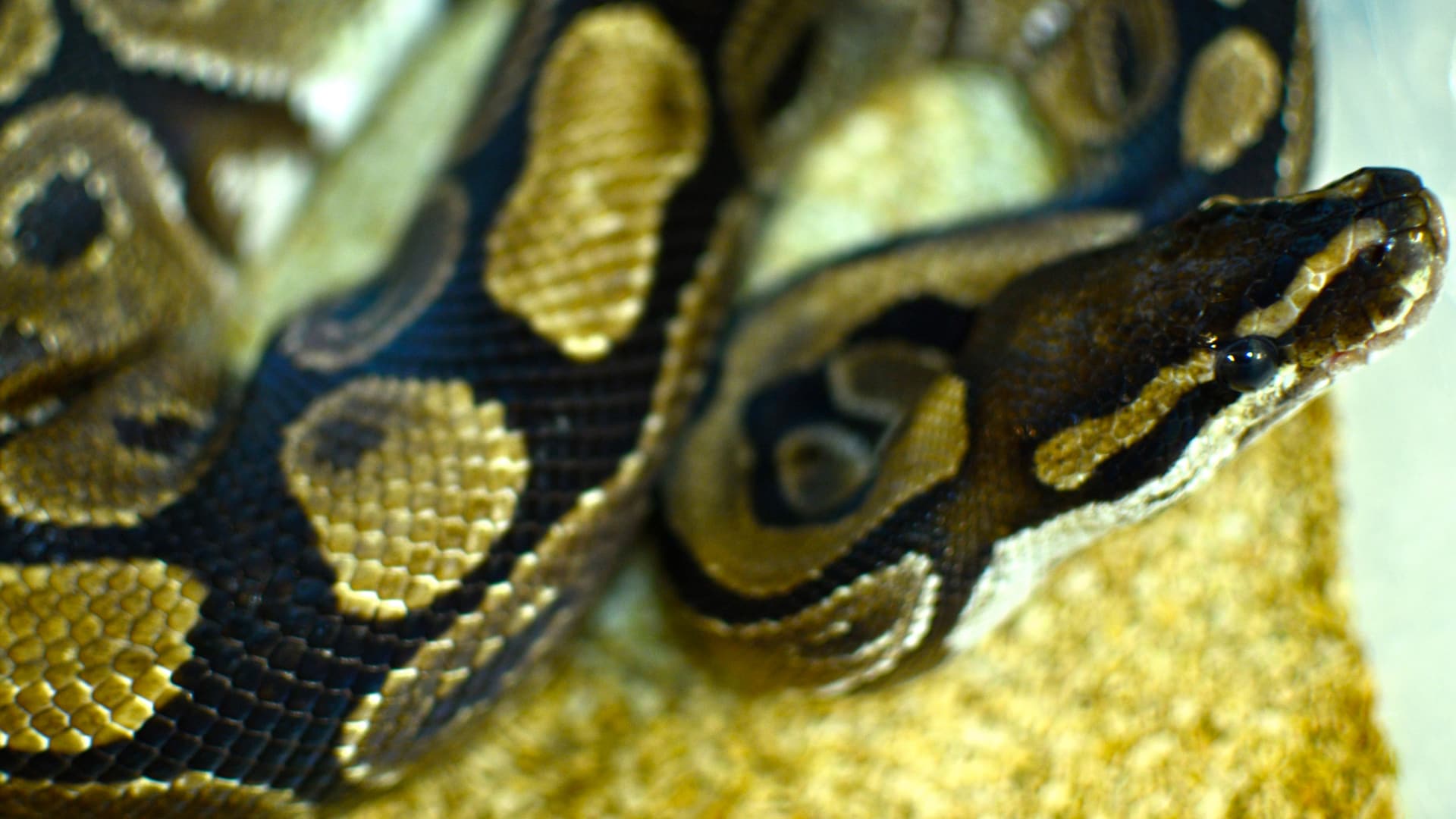 Swamp Wars - Where to Watch and Stream - TV Guide