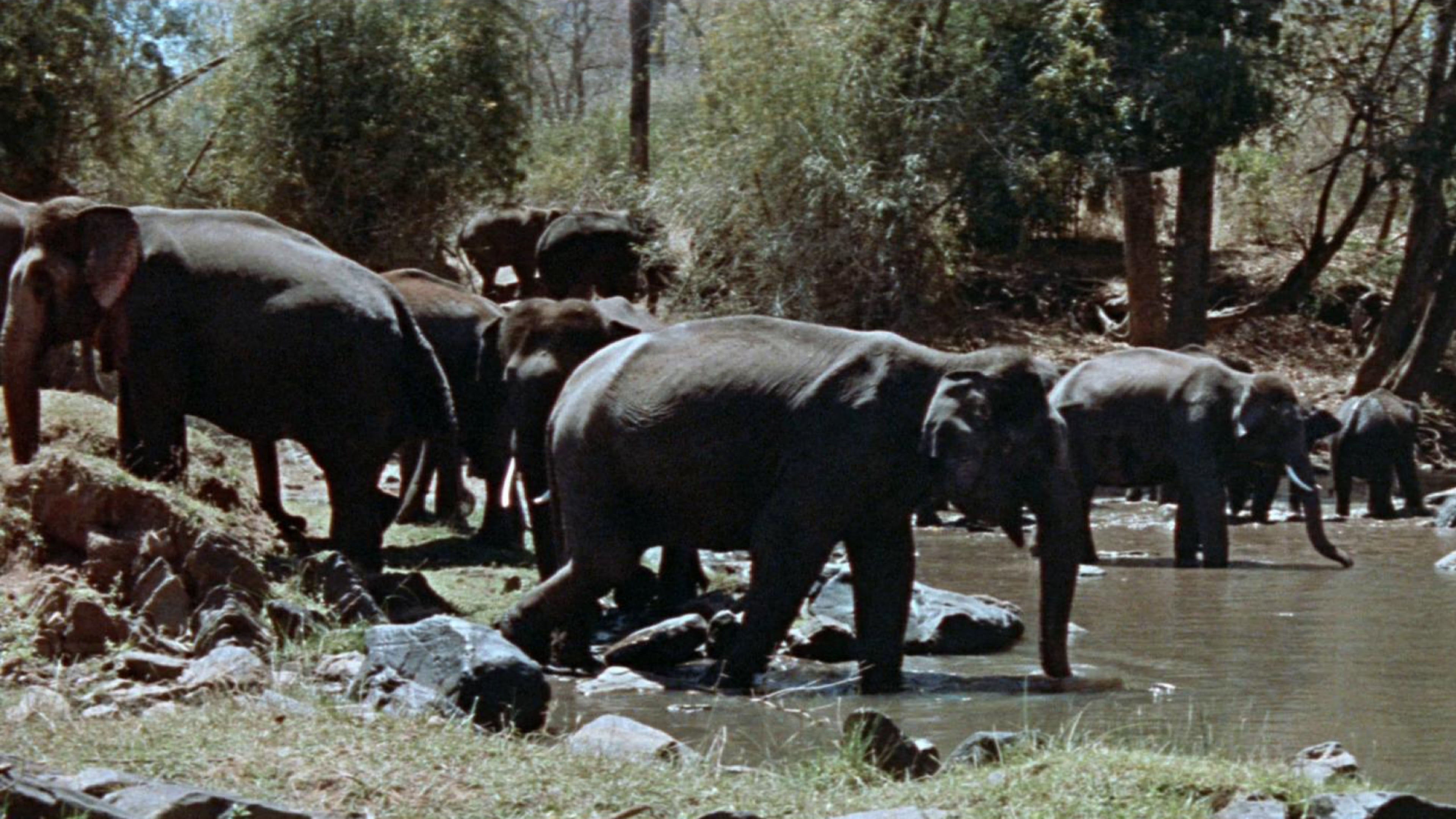 Tarzan's Three Challenges - Where to Watch and Stream - TV Guide