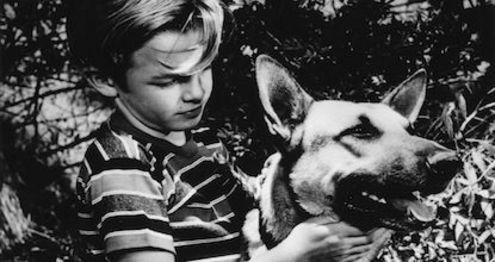 A Dog's Best Friend - Where to Watch and Stream - TV Guide