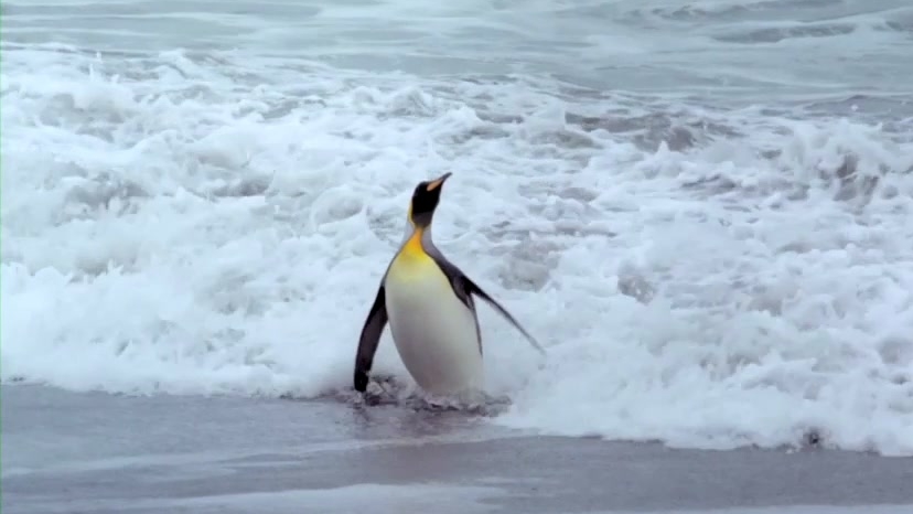 Penguins - Where to Watch and Stream - TV Guide